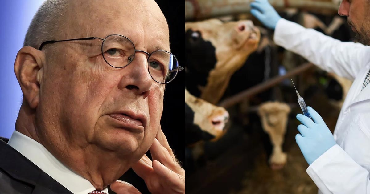 WEF Orders Hundreds of Thousands of Healthy Cows Slaughtered for 'Net ...