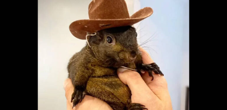 WATCH: Owners of Peanut the Squirrel go nuclear over NY officials ...