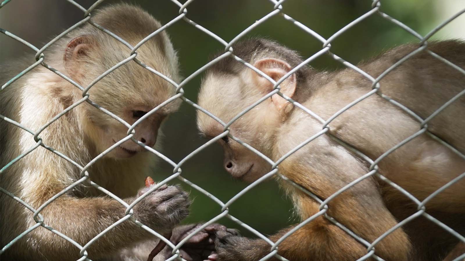 43 Monkeys Escape South Carolina Research Facility — Police Warn Residents to Secure Doors and ...