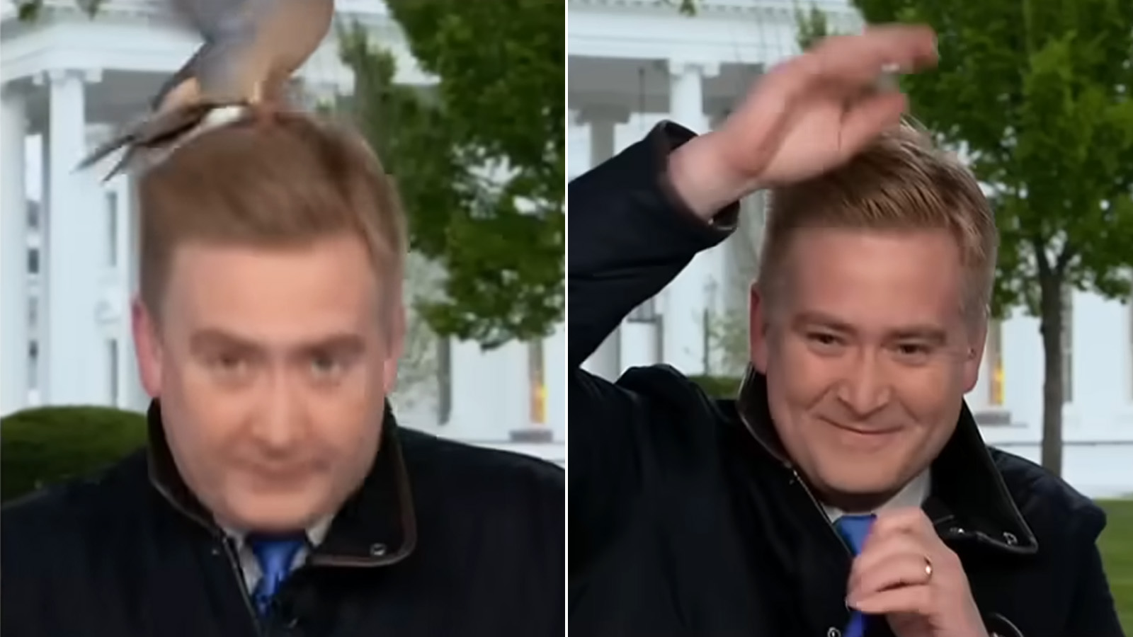 Watch: Bird Lands on Peter Doocy’s Head on Live TV - News Addicts